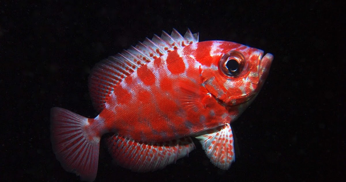 Check the Sea. Web de buceo y fotografía submarina de las Islas ...