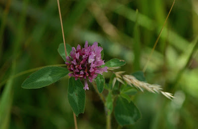 Field Biology in Southeastern Ohio: Roadside Plants, that translates to ...