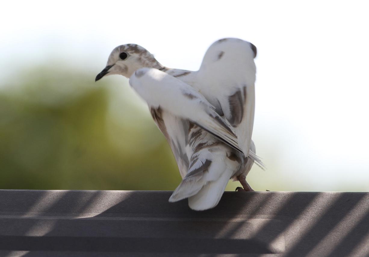 Jo's Morning Walk: Leucistic or Hybrid Eurasian Collared-Dove?