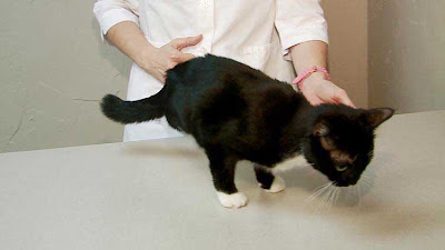 Nothing To Do With Arbroath: Cat that lost two back legs learns to walk ...