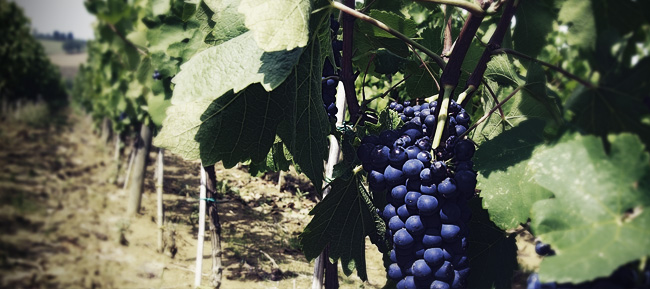The King of Cortona - John Fodera's Tuscan Vines