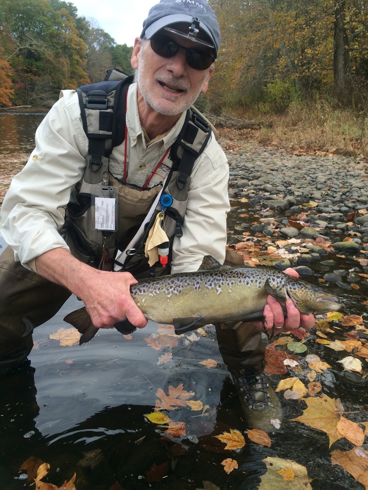 team7x : Atlantic Salmon on the Shetucket River UPDATE!