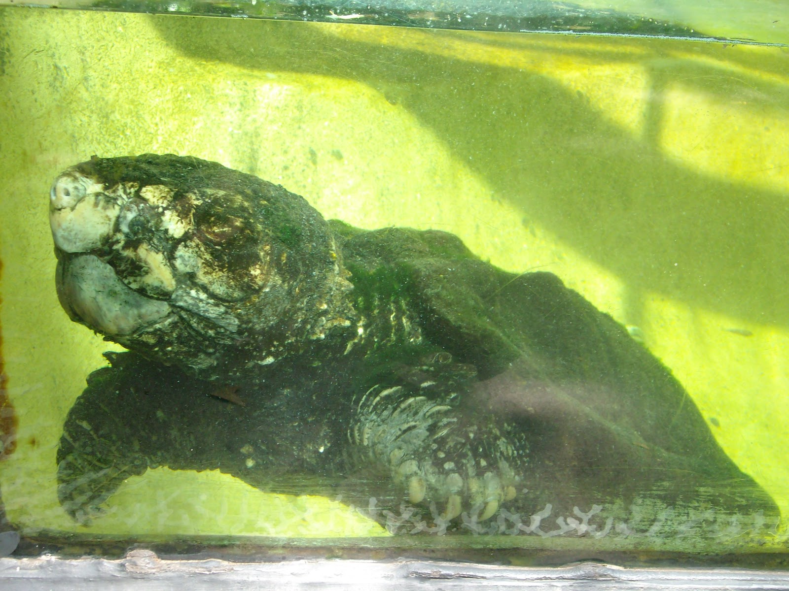 ZooZooReview: Best 100 Animals We Have Seen In Zoos (100-91)