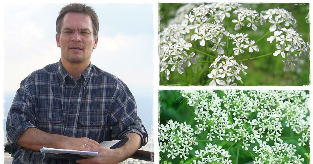 Mennyei kincsesláda-tanítások blogja: Turbolya vagy bürök – Dr. Ruff ...