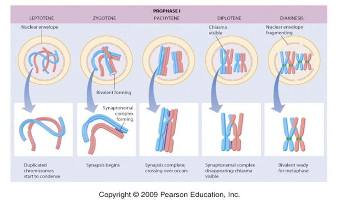 Ciencias de Joseleg: Paquiteno