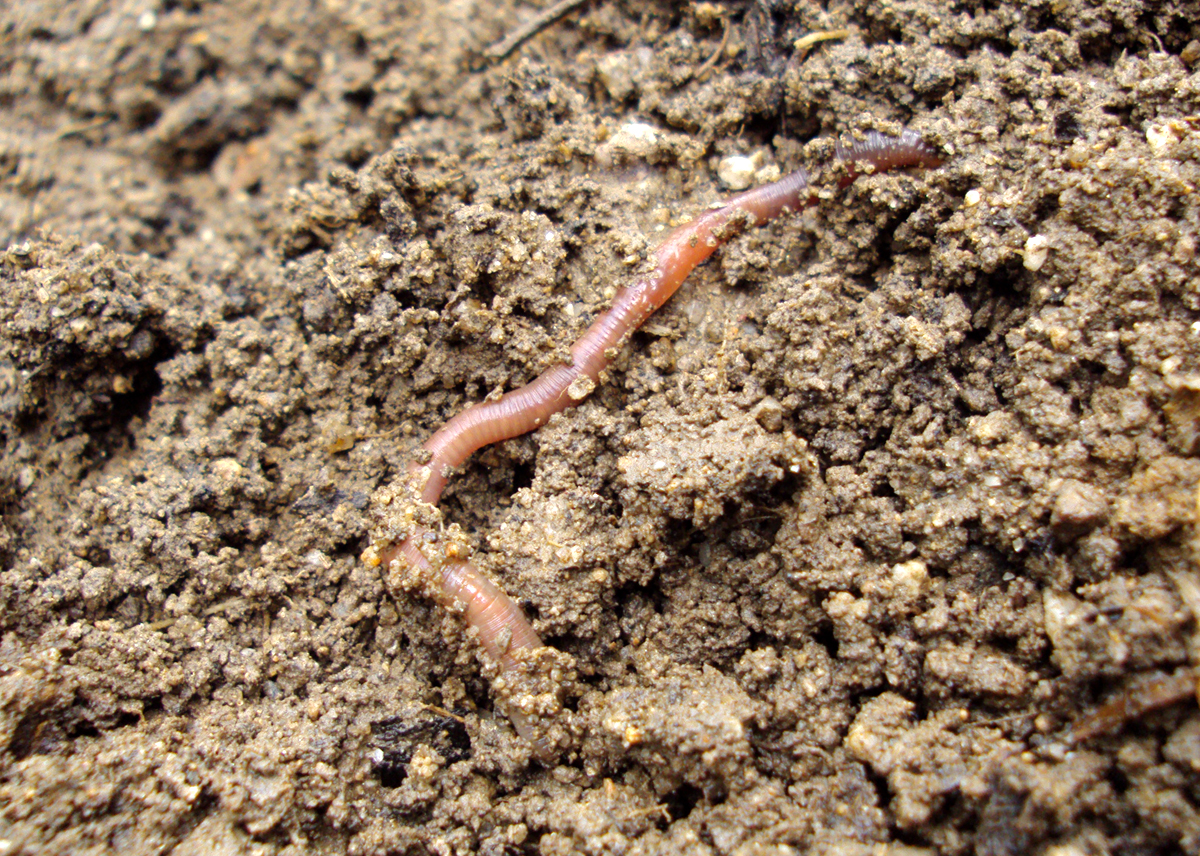Huerto Improvisado Improvised Vegetable Garden: Lombrices (earthworm)
