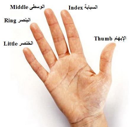 MNEMONIC HEBREW: HEBREW ARABIC FINGERS