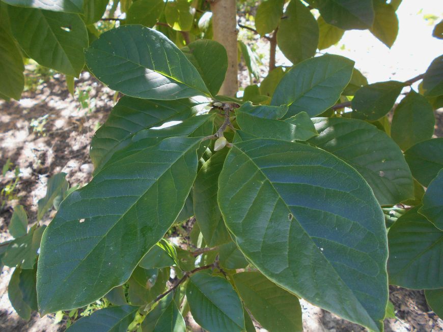 Future Plants by Randy Stewart: MAGNOLIAS