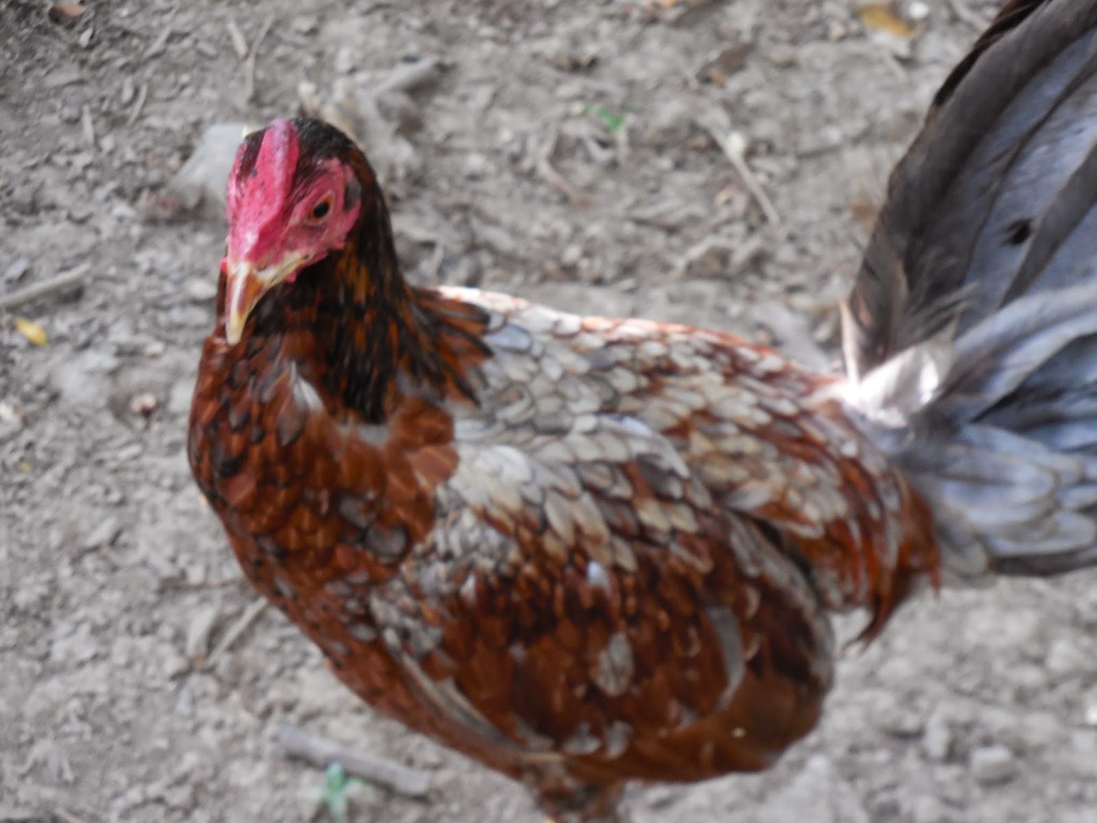 Dominican Republic Animals: Dominican Chicken (Gallina)