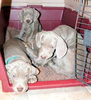 RoseWin Weimaraners: ROSEWIN PUPPY PACK 8 weeks old from CERVELO / LILY ...