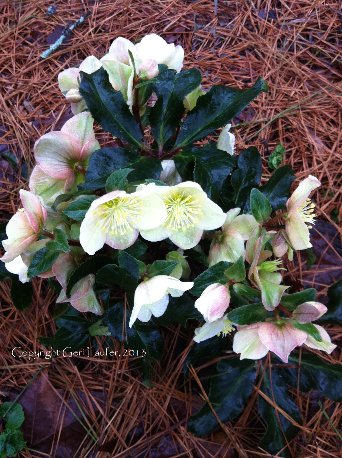 Plant Preview: Flowers Blooming Odd January Weather