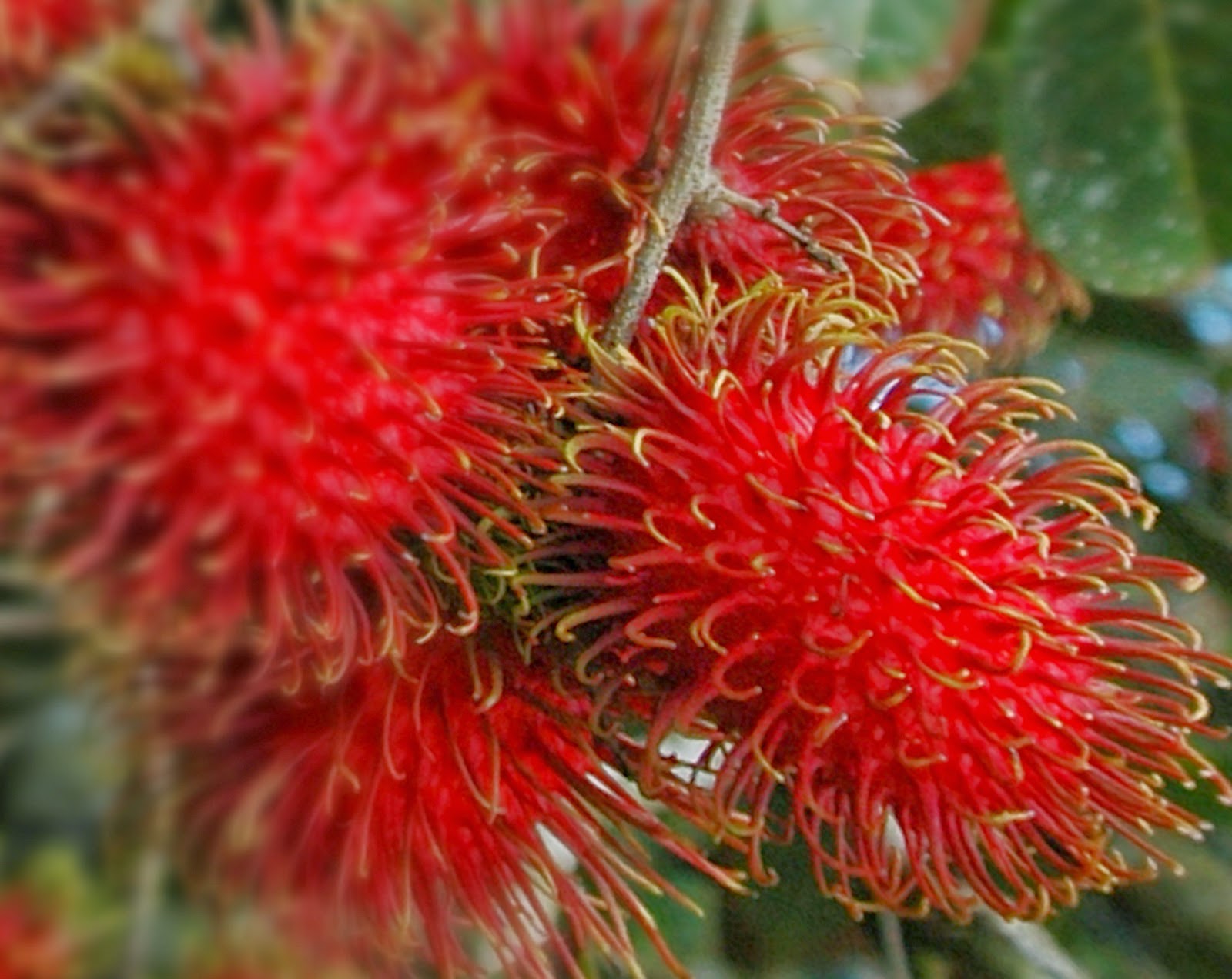 10 Keajaiban Buah Rambutan untuk Kesehatan Kita ~ One web id