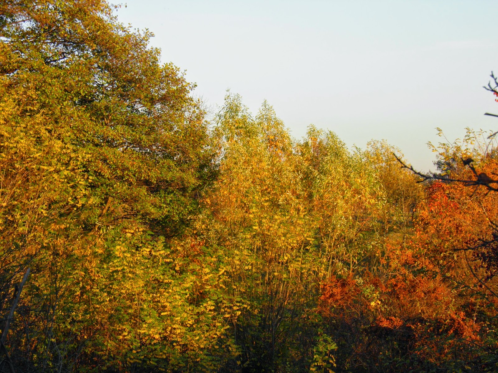 PASARI DIN ROMANIA: ULIU PORUMBAR (ULIUL GAINILOR), Accipiter gentilis