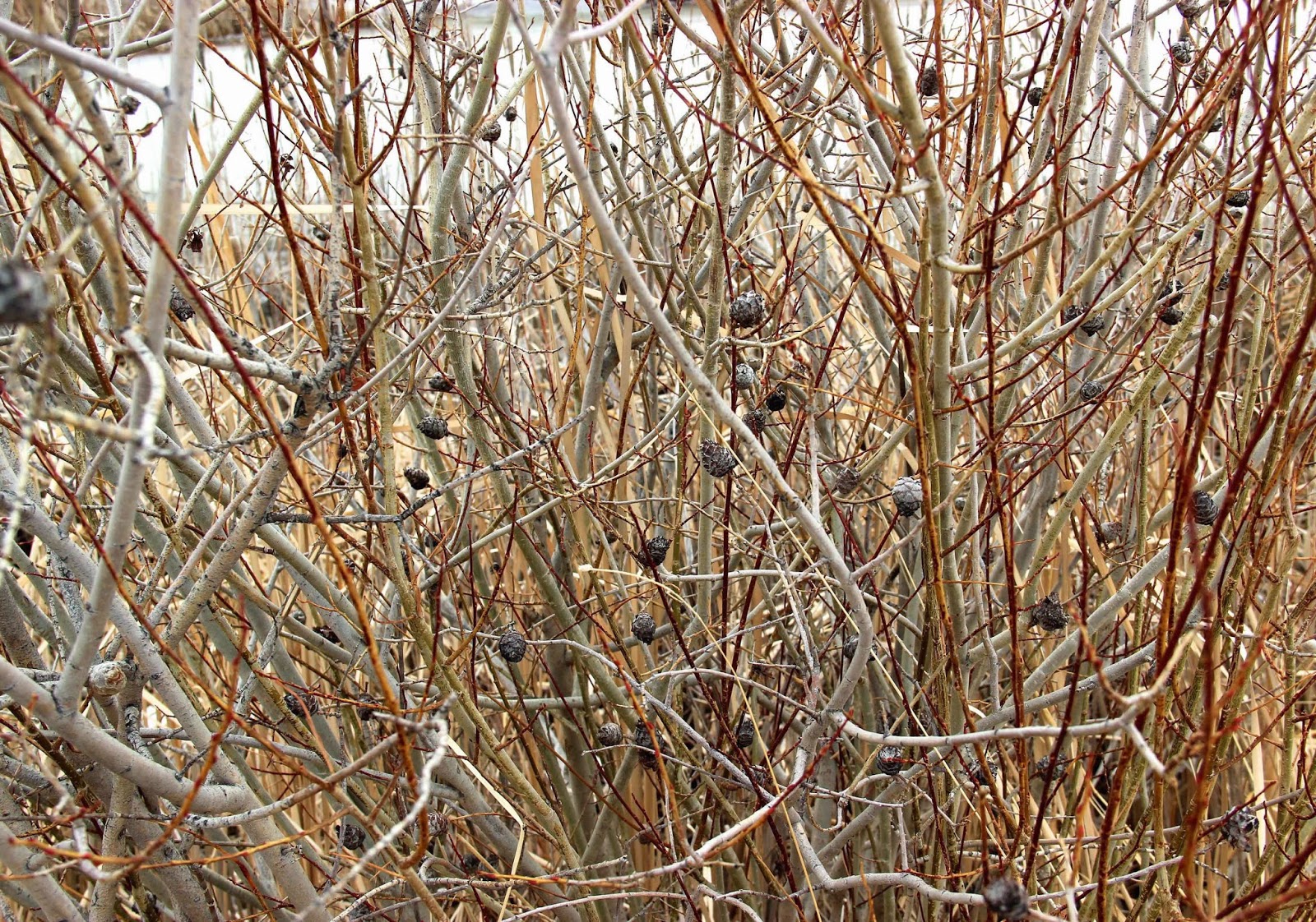 In the Company of Plants and Rocks: Willow Cones