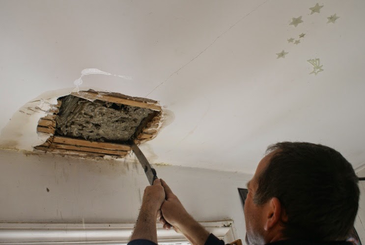 A Green and Rosie Life: A Roomful of Wasps!