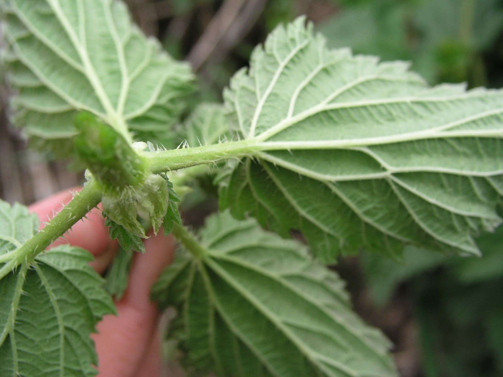 Herbs, Health and History: Stinging Nettle