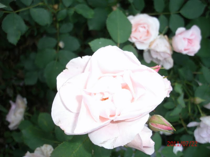 Carola's Alberta Garden 2019: Morden Roses