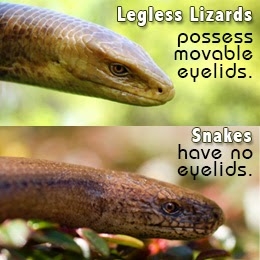 Legless lizard or a snake?