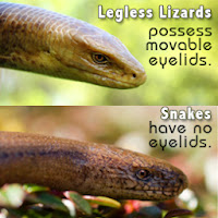 Legless lizard or a snake?