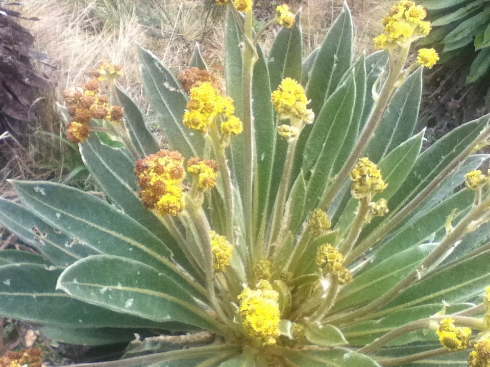 A LOS ORÍGENES: Flora y fauna del Páramo andino