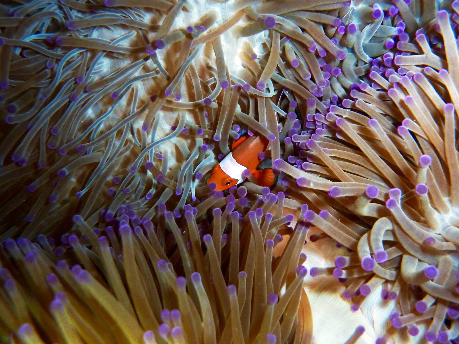 The Uniqueness of an Indo-Pacific Coral Reef