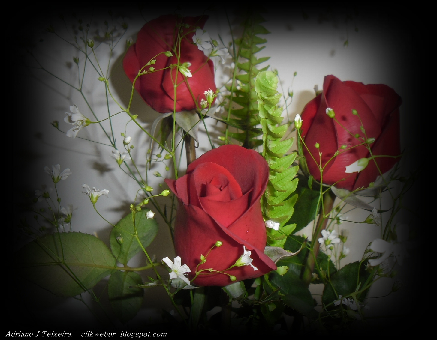 Mundo das Plantas : Rosa vermelha!