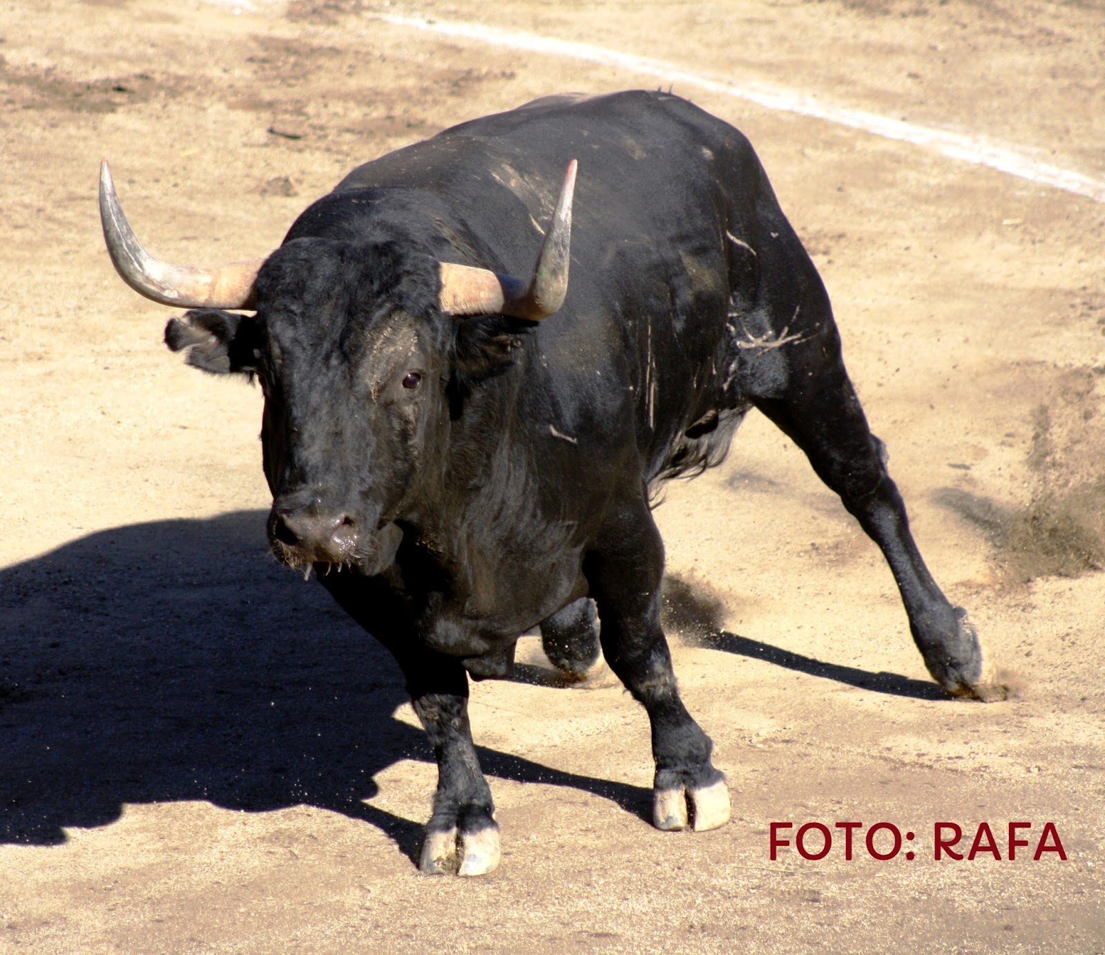 Toreo en Red Hondo: CÉRET DE TOROS, 2017 (3): SALTILLO