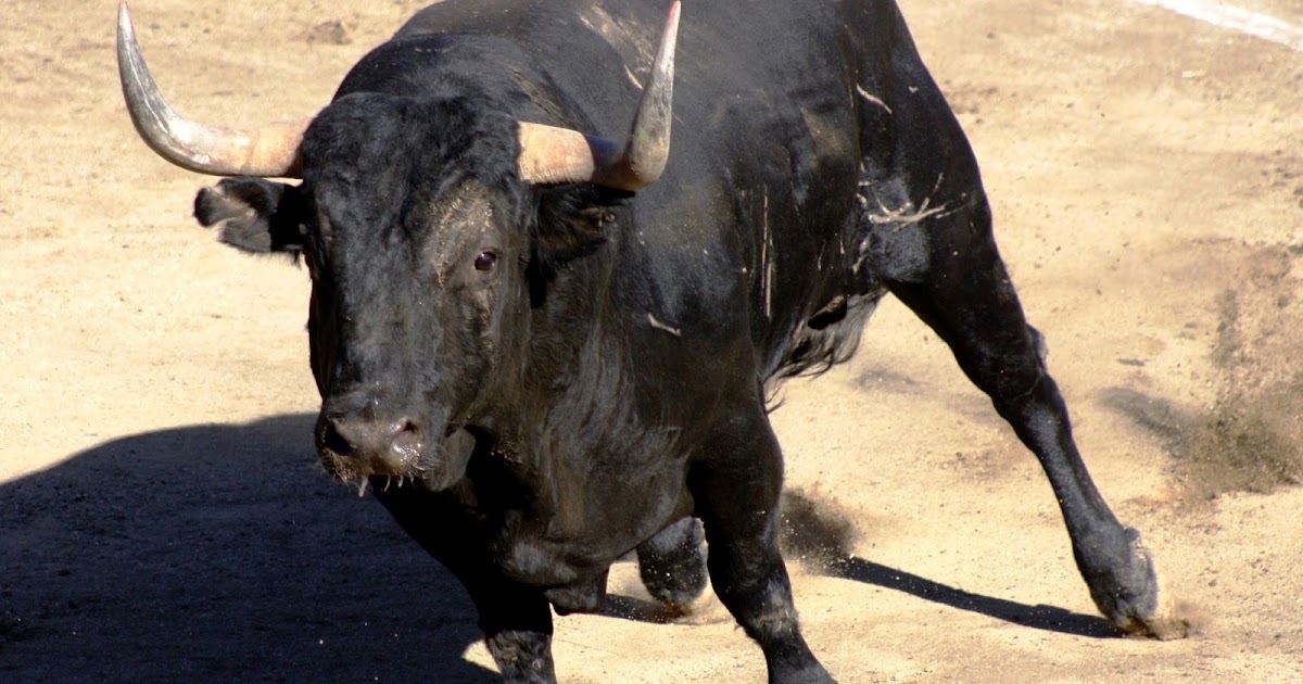 Toreo en Red Hondo: CÉRET DE TOROS, 2017 (3): SALTILLO