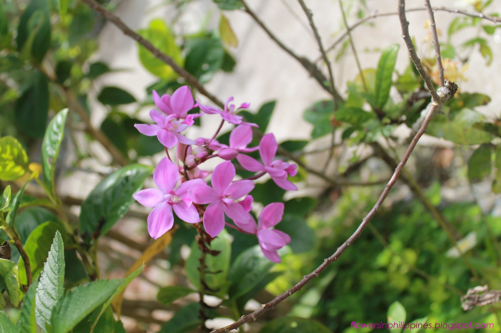 FLOWERS IN THE PHILIPPINES: Purple "Lubi Lubi" Flower