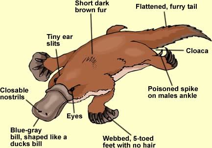 akshay: Duck- Billed Platypus, the amazing primitive mammal