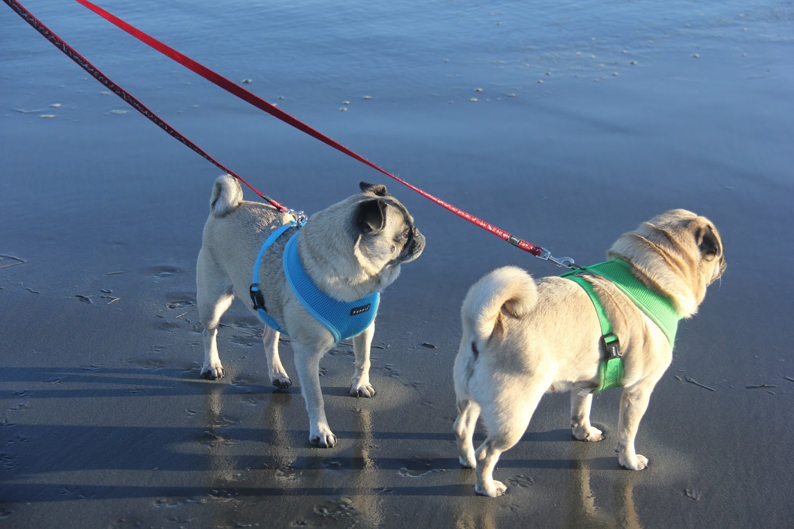 The Macy Dixie Line: California Pugs