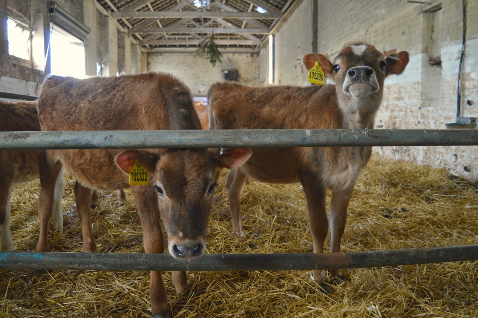 Wheelbirks Parlour | New Girl in Toon