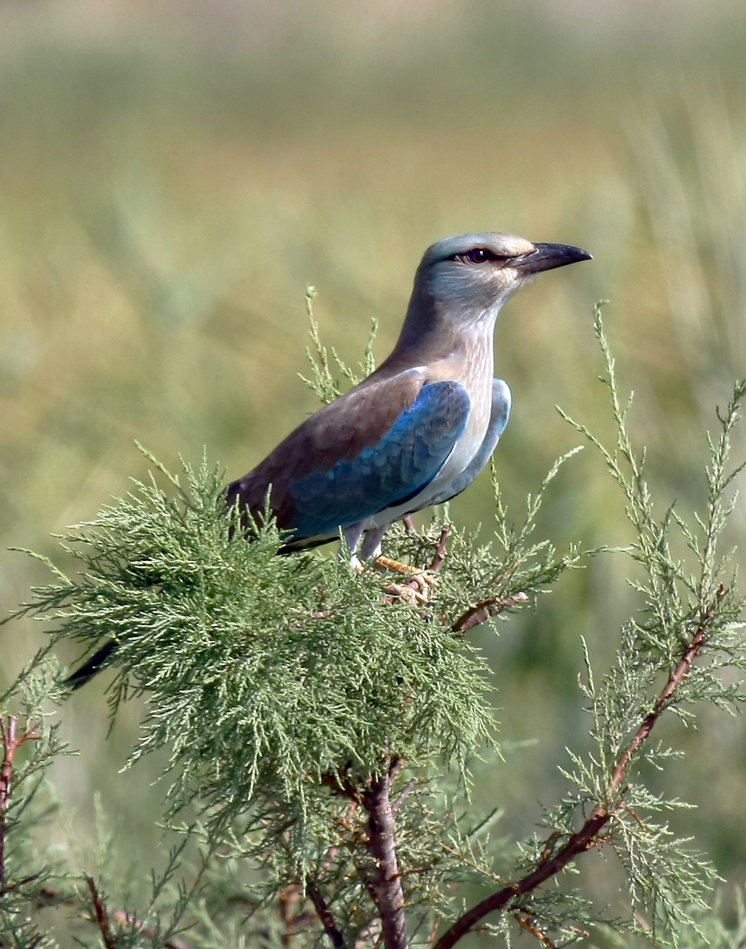 Navarra al natural: Carraca, Ave del Año 2012
