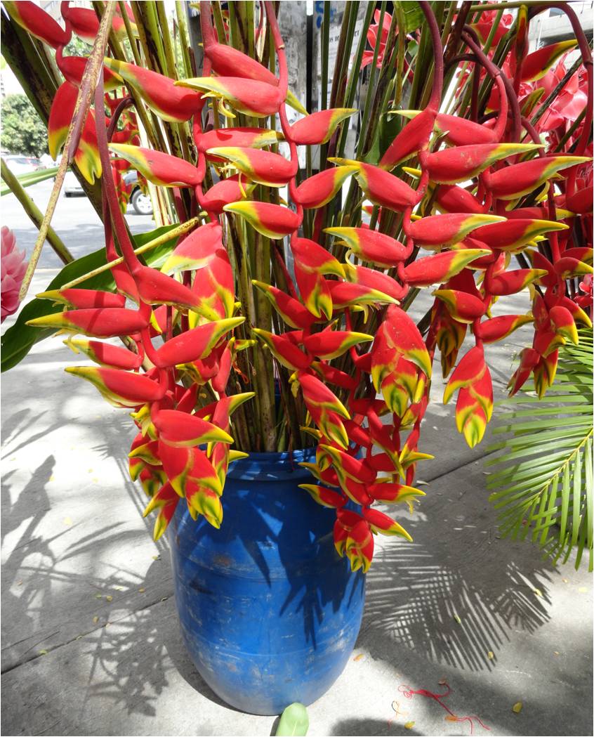 La Doctora De Las Plantas: Flores de plantas exóticas en la ciudad ...