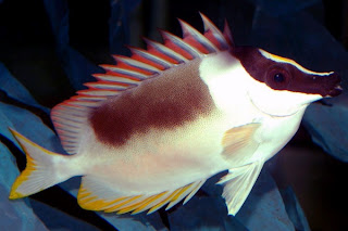 Rabbitfish - Fishes