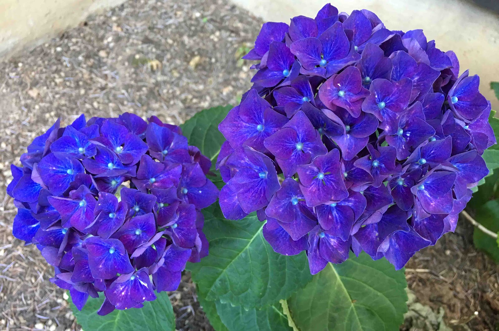 Cat Patches: A Few of My Favorite Things