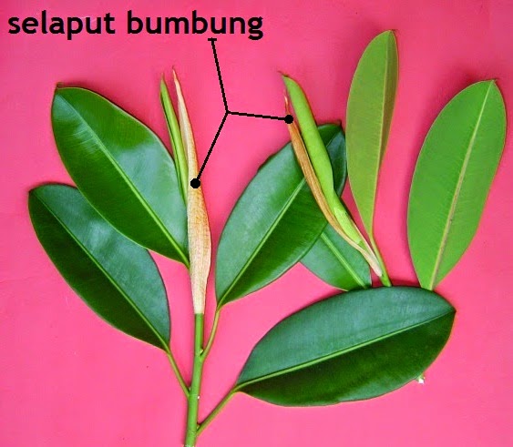 Bagian Bagian Daun ~ MUNAWI INSIDE