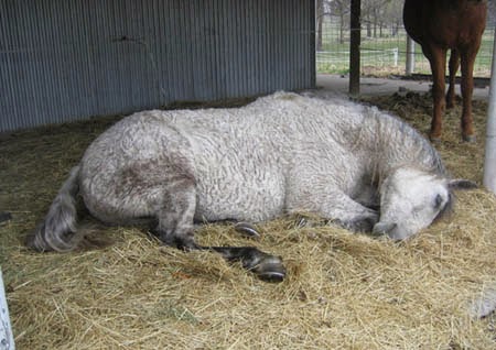 El mundo de los equinos y sus enfermedades