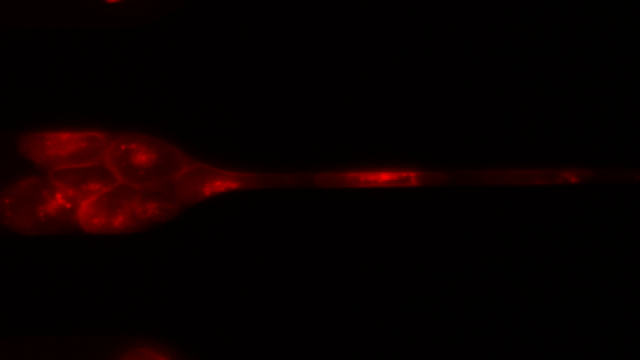 Biología1 C201: Modelos Celulares 2