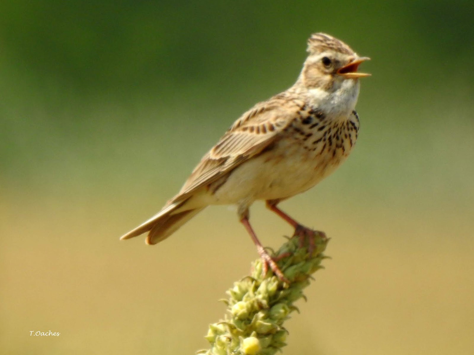 PASARI DIN ROMANIA: CIOCARLIA DE CAMP, Alauda arvensis