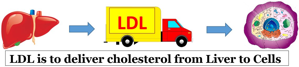 Fat Protein Carb's: Cholesterol – Most Misunderstood Lipid