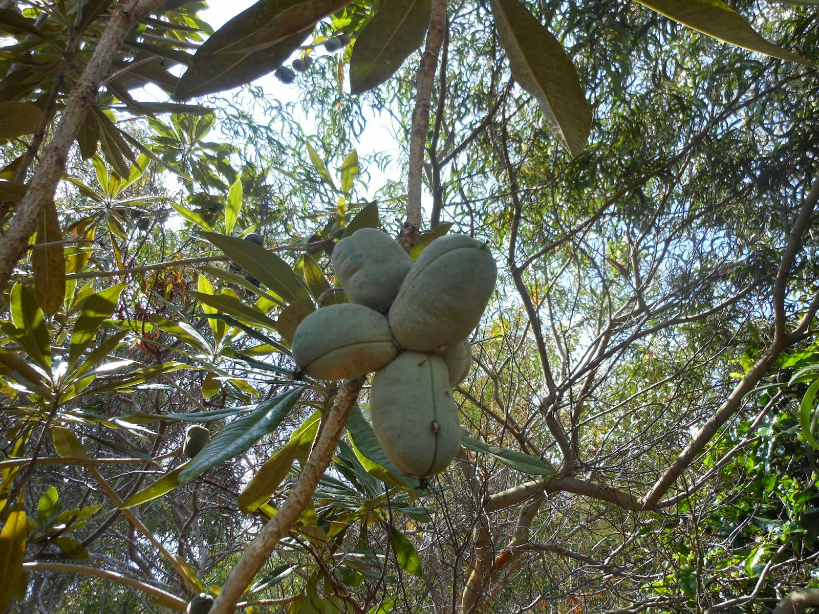International Tree Society