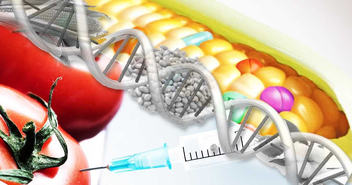 El Mundo de la Biología : Reflexión Sobre los productos Transgénicos