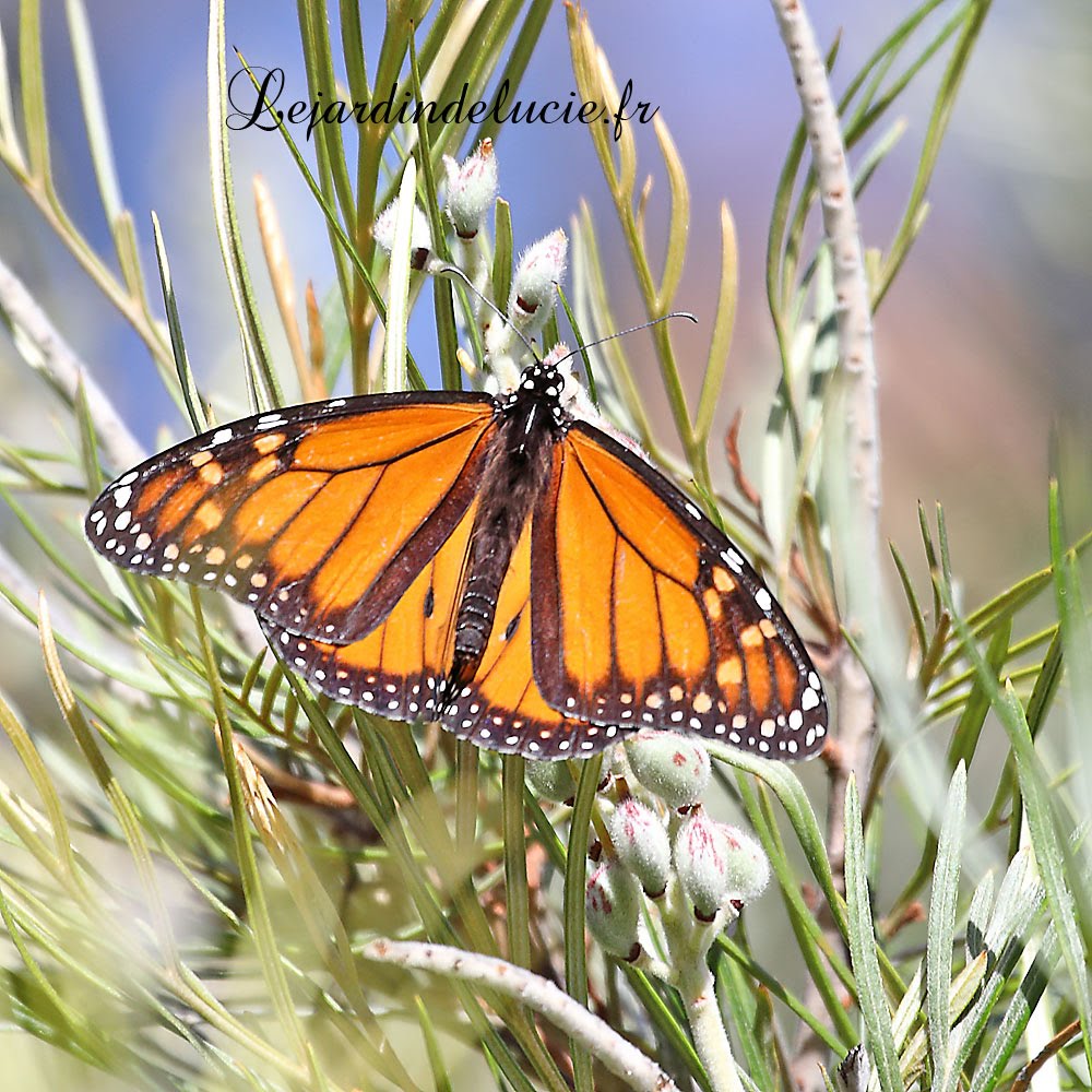 Danaus plexippus : papillon, chenille, chrysalide, en Australie.