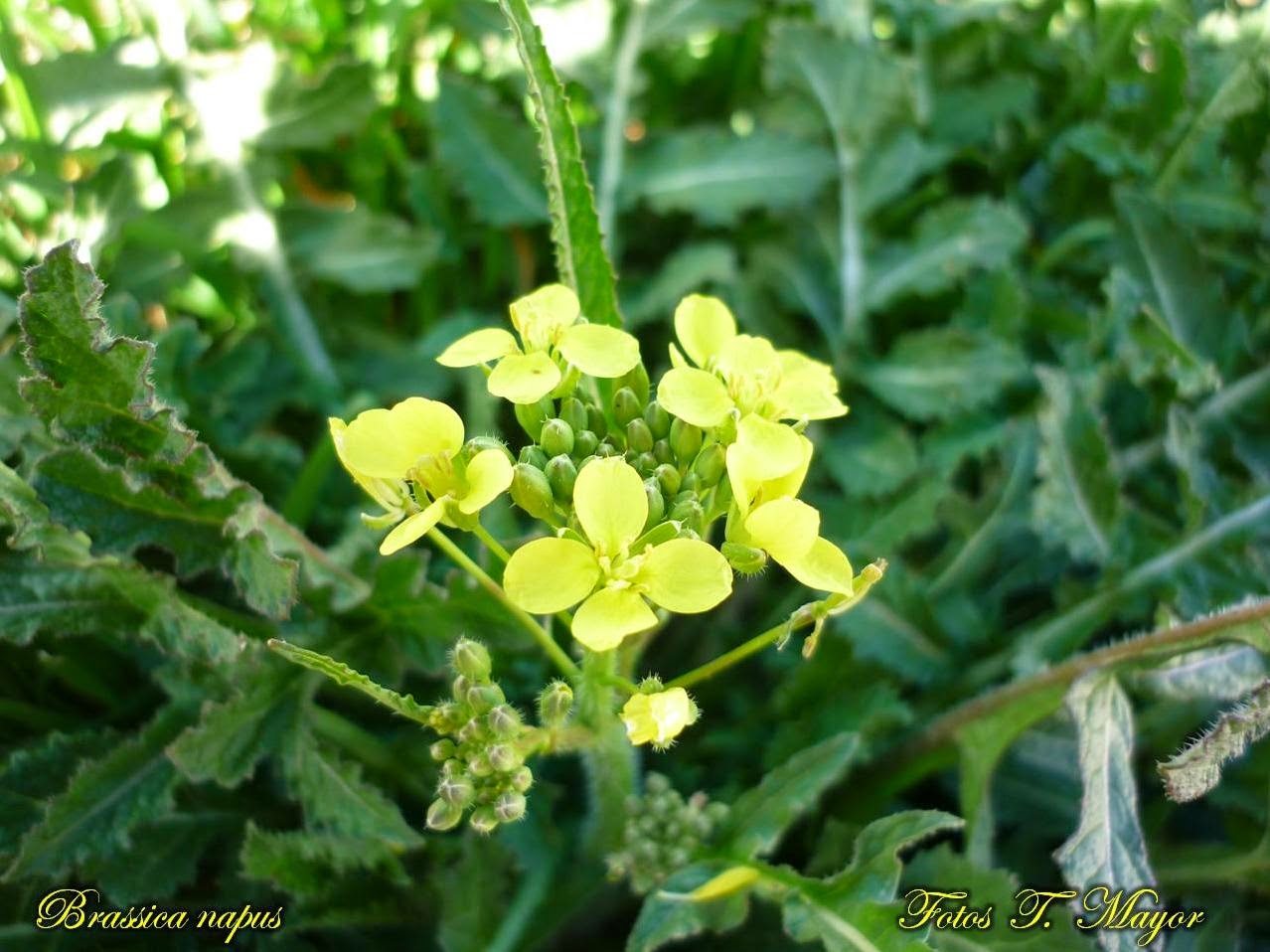 Flores y plantas silvestres: " Brassica napus ". Colza, Canola, Ajenabe ...