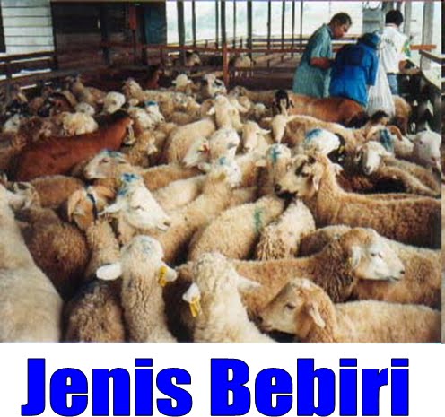 bukan doktor veterinar: Jenis-jenis bebiri