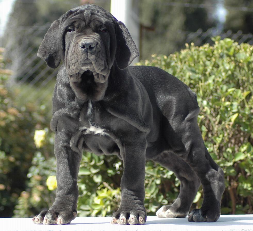 EL PERRO MAS... DEL MUNDO: EL PERRO MAS BONITO DEL MUNDO