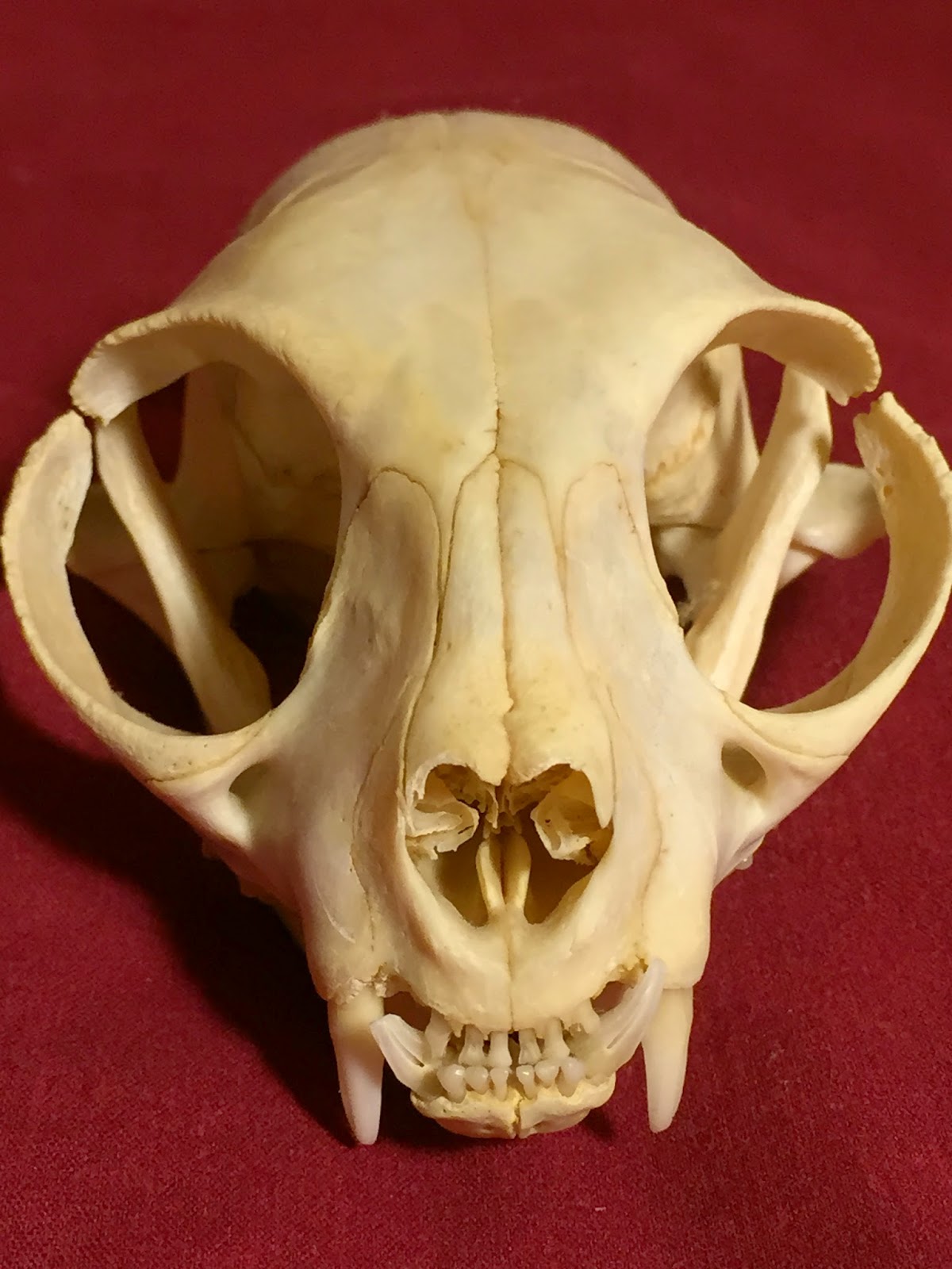 The Nature Geek: Revealing the Mystery of Skulls