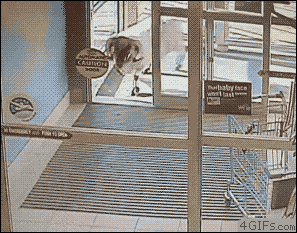 Funny animal gifs - part 287 (10 gifs) | Amazing Creatures