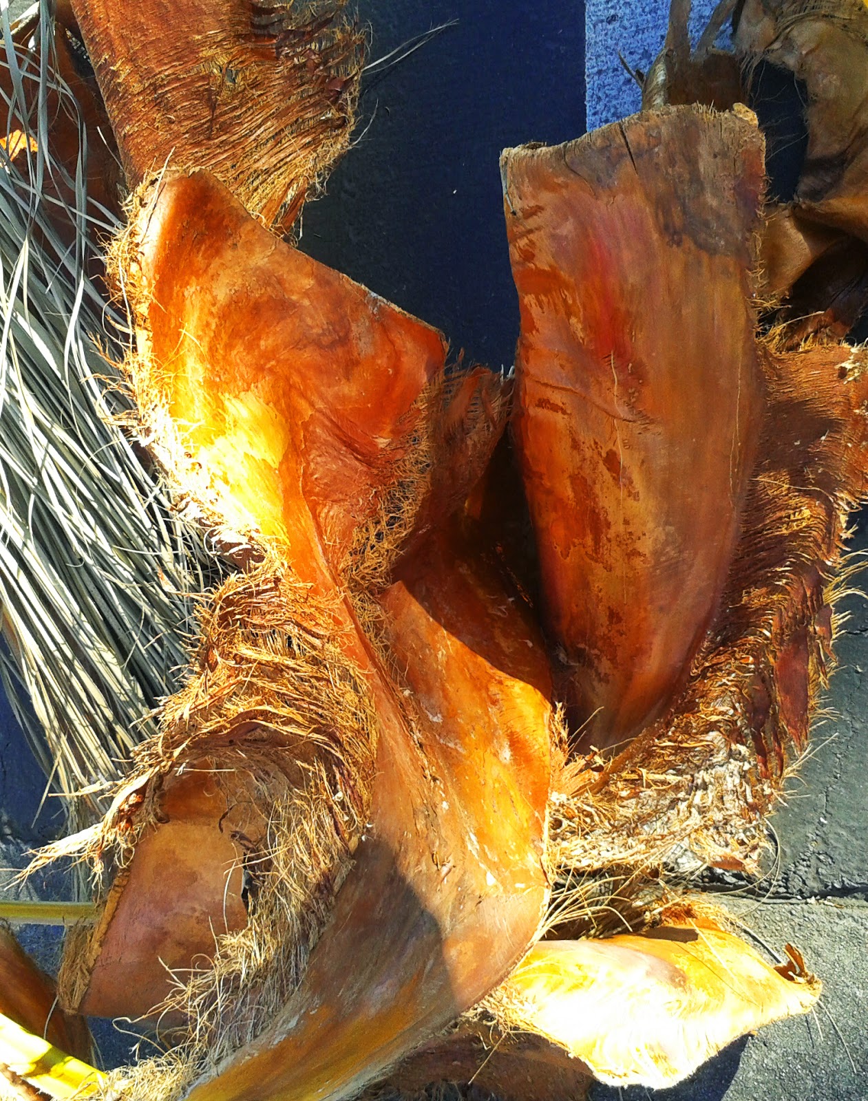 Arq Myriam Mahiques art The Anatomy Of A Palm Leaf La Anatom a De arq-myriam-mahiques-art-the-anatomy-of-a-palm-leaf-la-anatom-a-de
